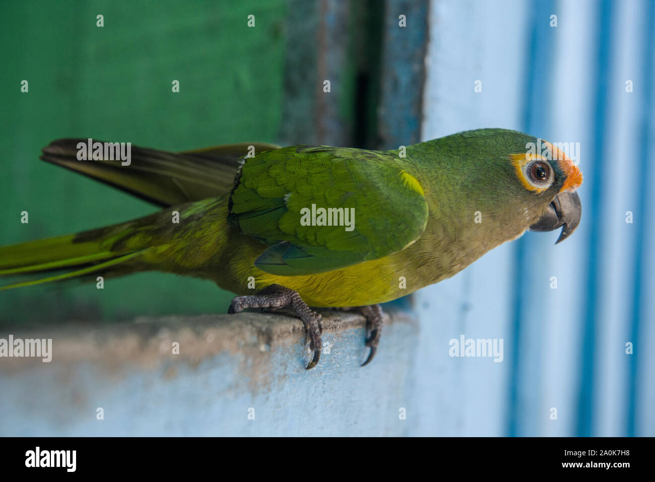 Green Parrot in a wooden house window in the Brazilian coast Stock ...