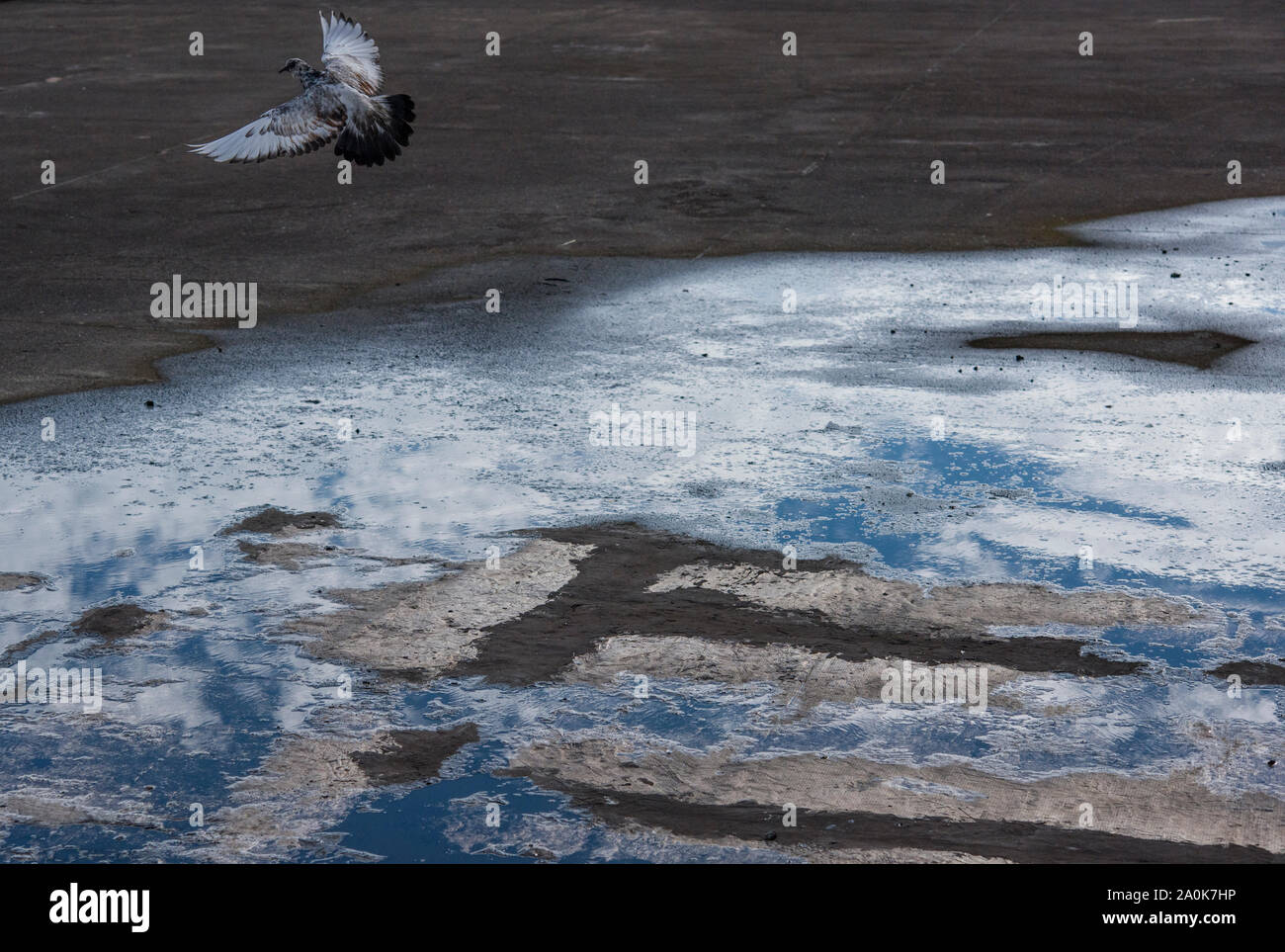 Pingeon flying over wet floor of industrial building Stock Photo - Alamy