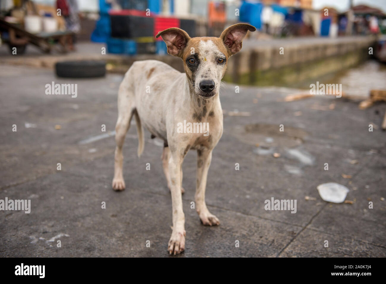 Spotted mutt in the port of Belem looking curious Stock Photo - Alamy