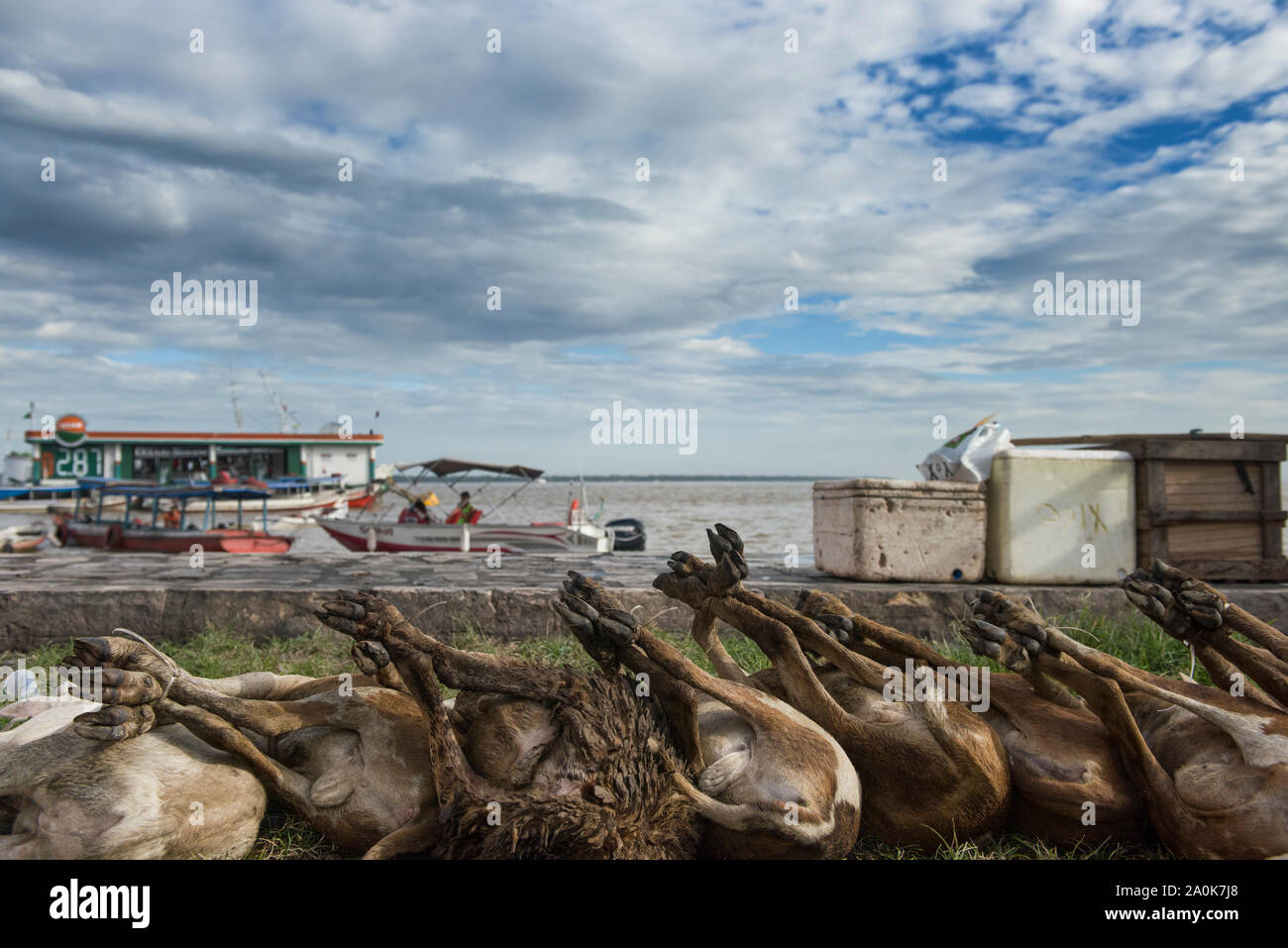 Tied goats in row in front of Amazon River ready to be sold Stock Photo ...