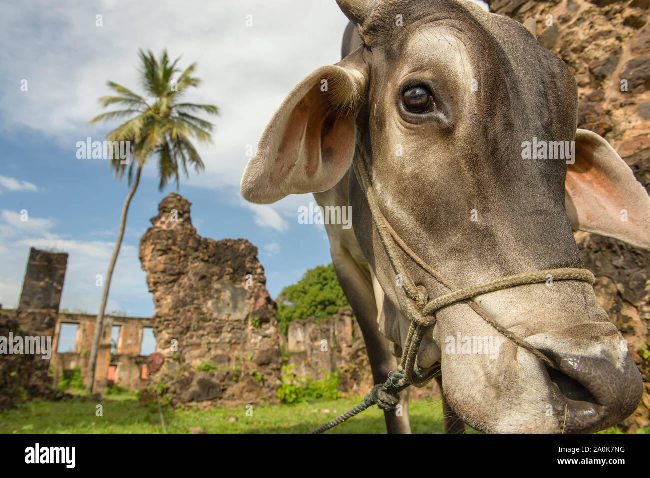Ox tied inside ruins of archaeological site in Alcantara Stock Photo ...