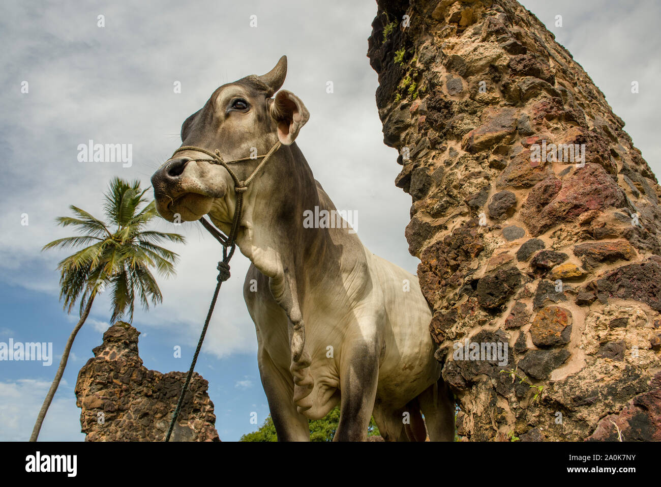 Ox tied inside ruins of archaeological site in Alcantara Stock Photo ...