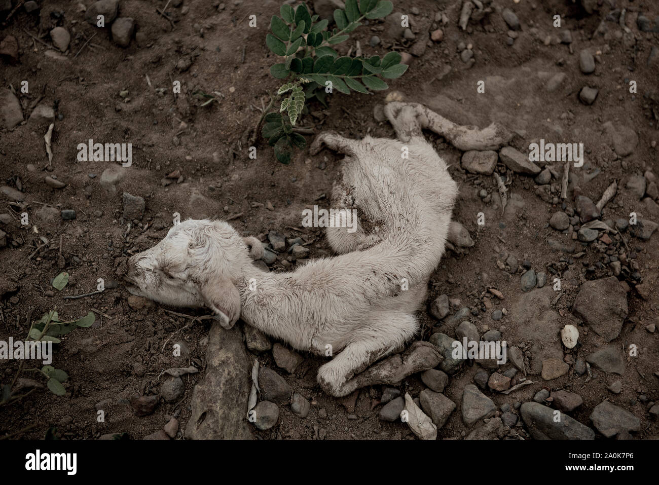 Dead baby goat in drought BrazilianÂ´s region Stock Photo - Alamy