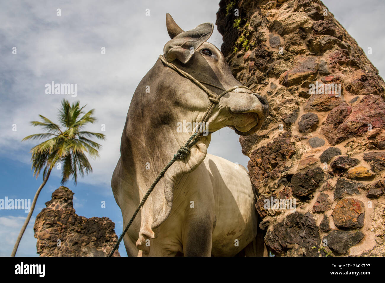 Ox tied inside ruins of archaeological site in Alcantara Stock Photo ...