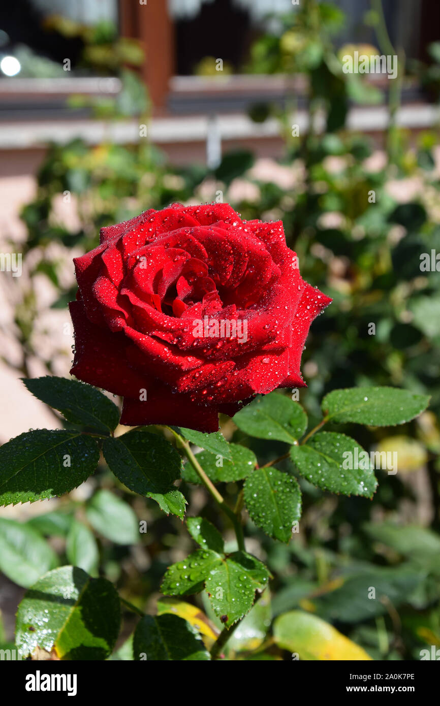 Red Rose Blossom with Water Drops on the Petals - Beautiful Garden ...
