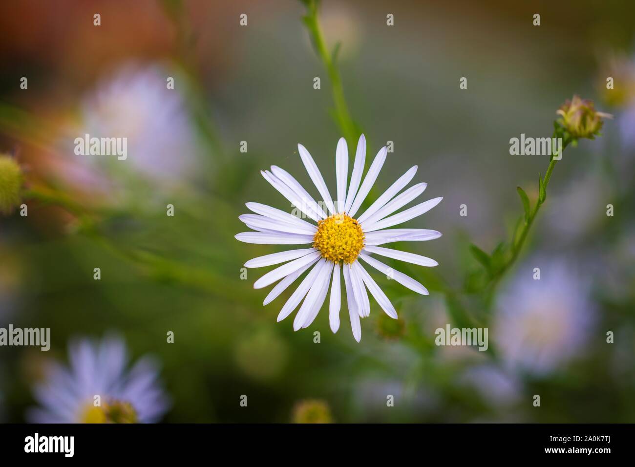A portrait of a white daisy or white splendour flower, which is a white ...