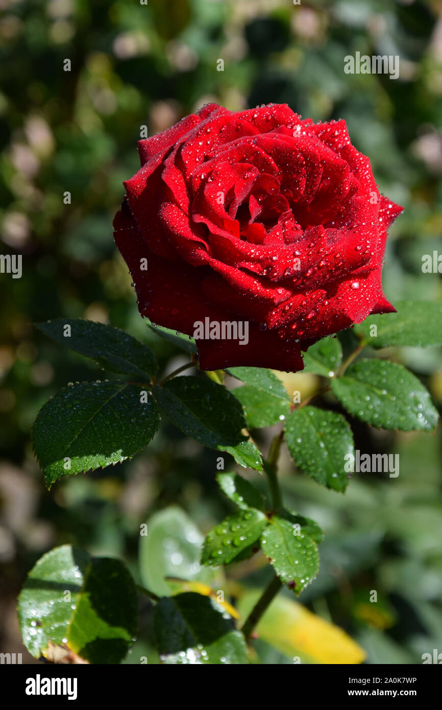 Red Rose Blossom with Water Drops on the Petals - Beautiful Garden ...