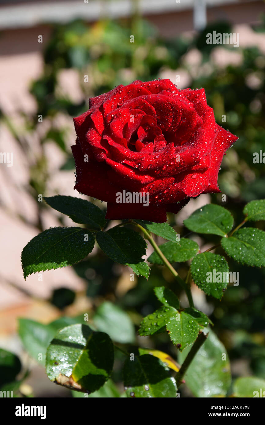 Red Rose Blossom with Water Drops on the Petals - Beautiful Garden ...