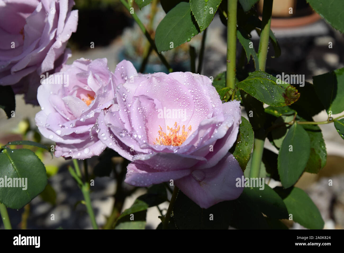 Lilac Rose Blossoms and Opening Rose Buds with Water Drops on the ...