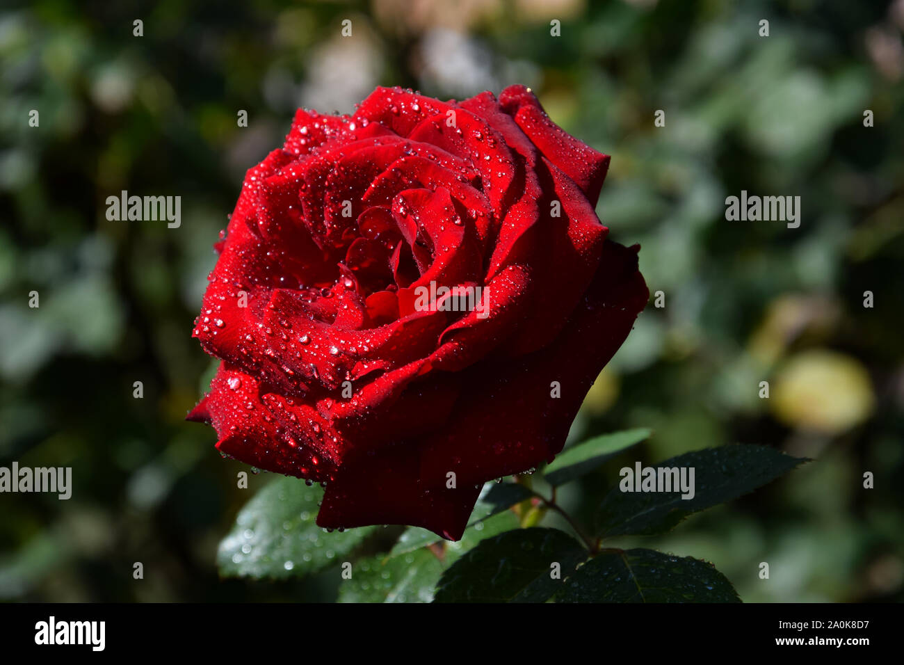 Red Rose Blossom with Water Drops on the Petals - Beautiful Garden ...