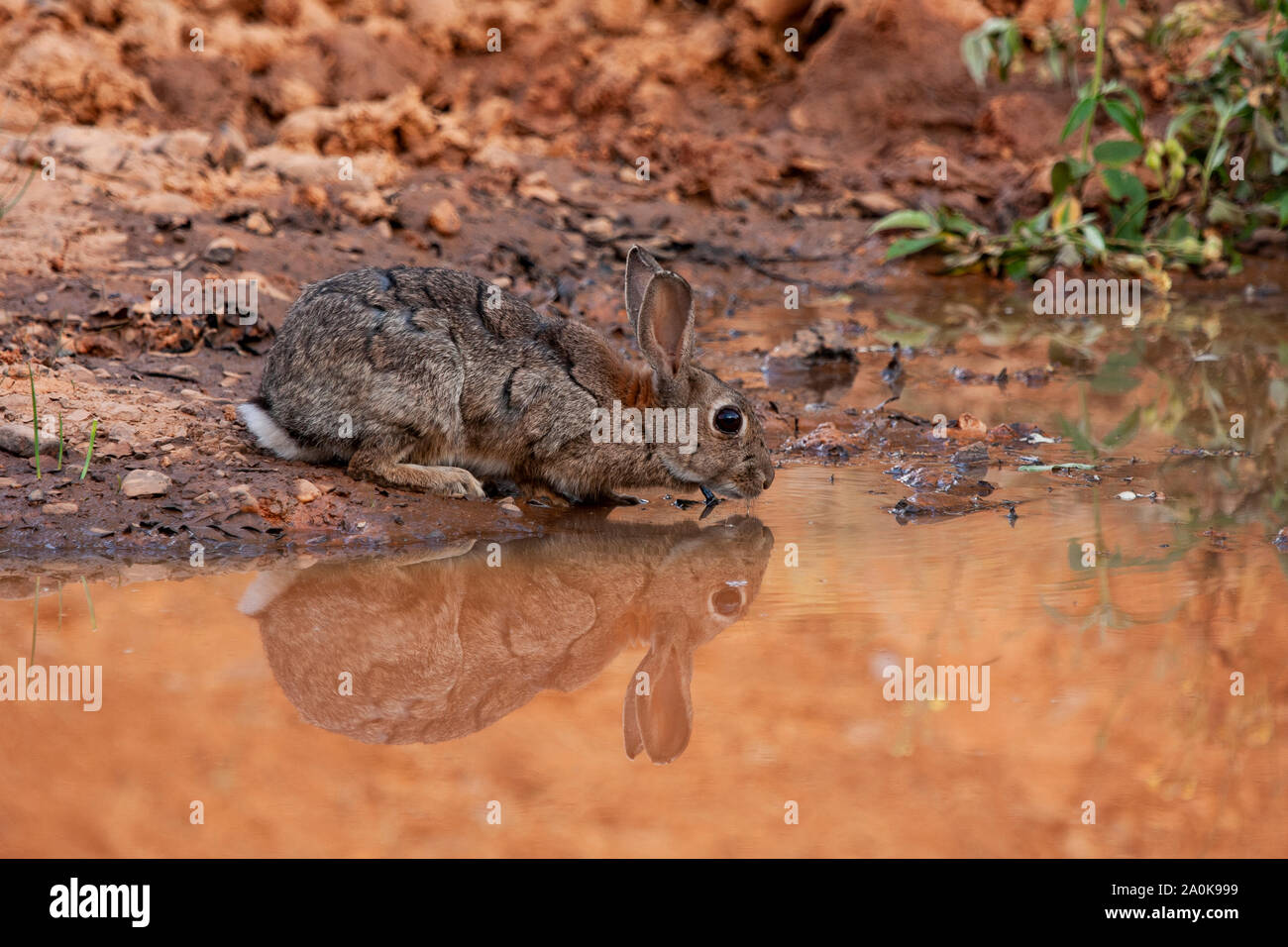 European rabbit or common rabbit, Oryctolagus cuniculus, drinking in a ...