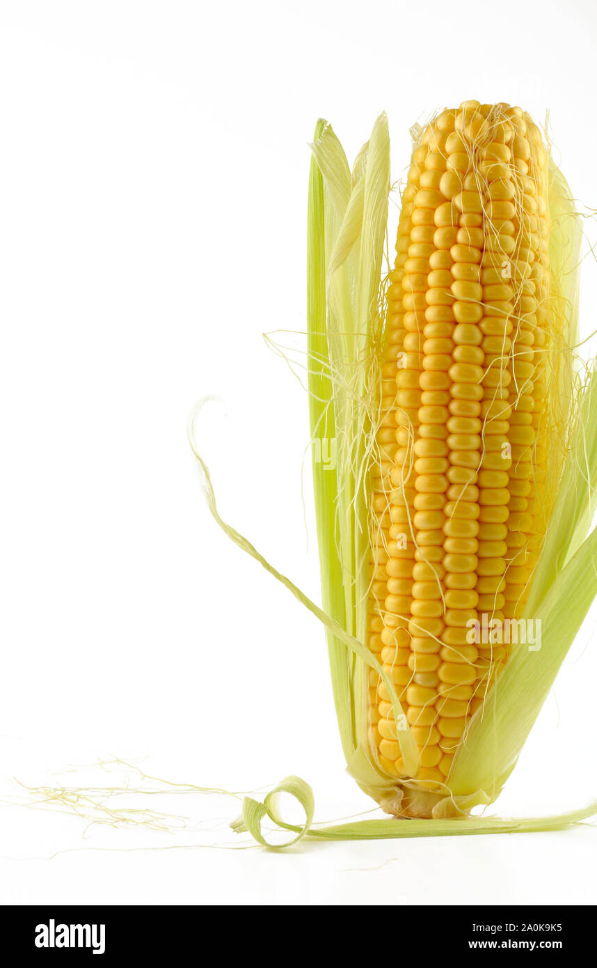 Closeup of fresh corn with green leaves, isolated on a white background ...