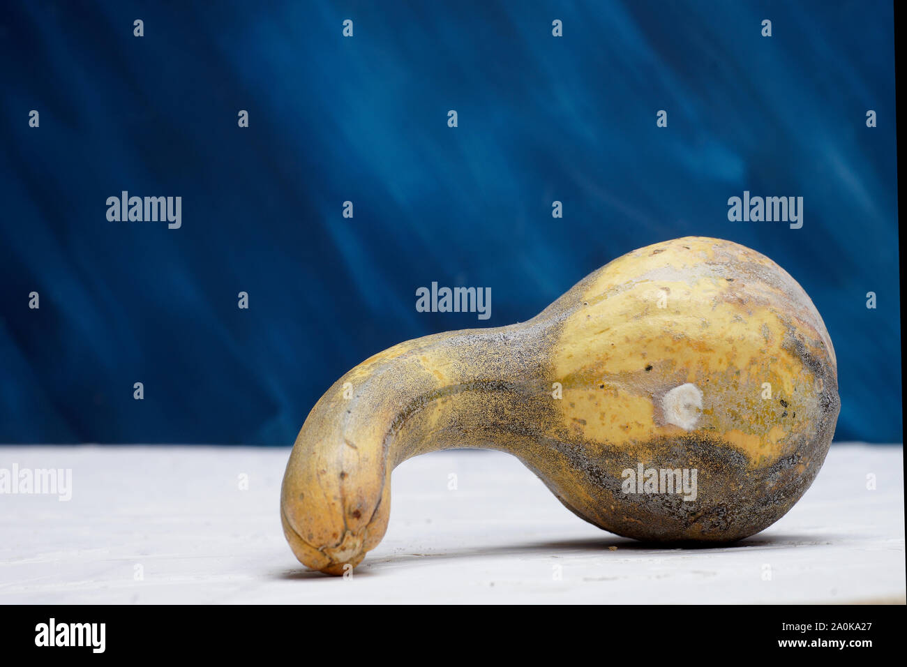 Decorative still life with copy space of colorful vari shaped gourds on ...