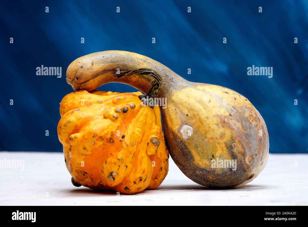 Decorative still life with copy space of colorful vari shaped gourds on ...
