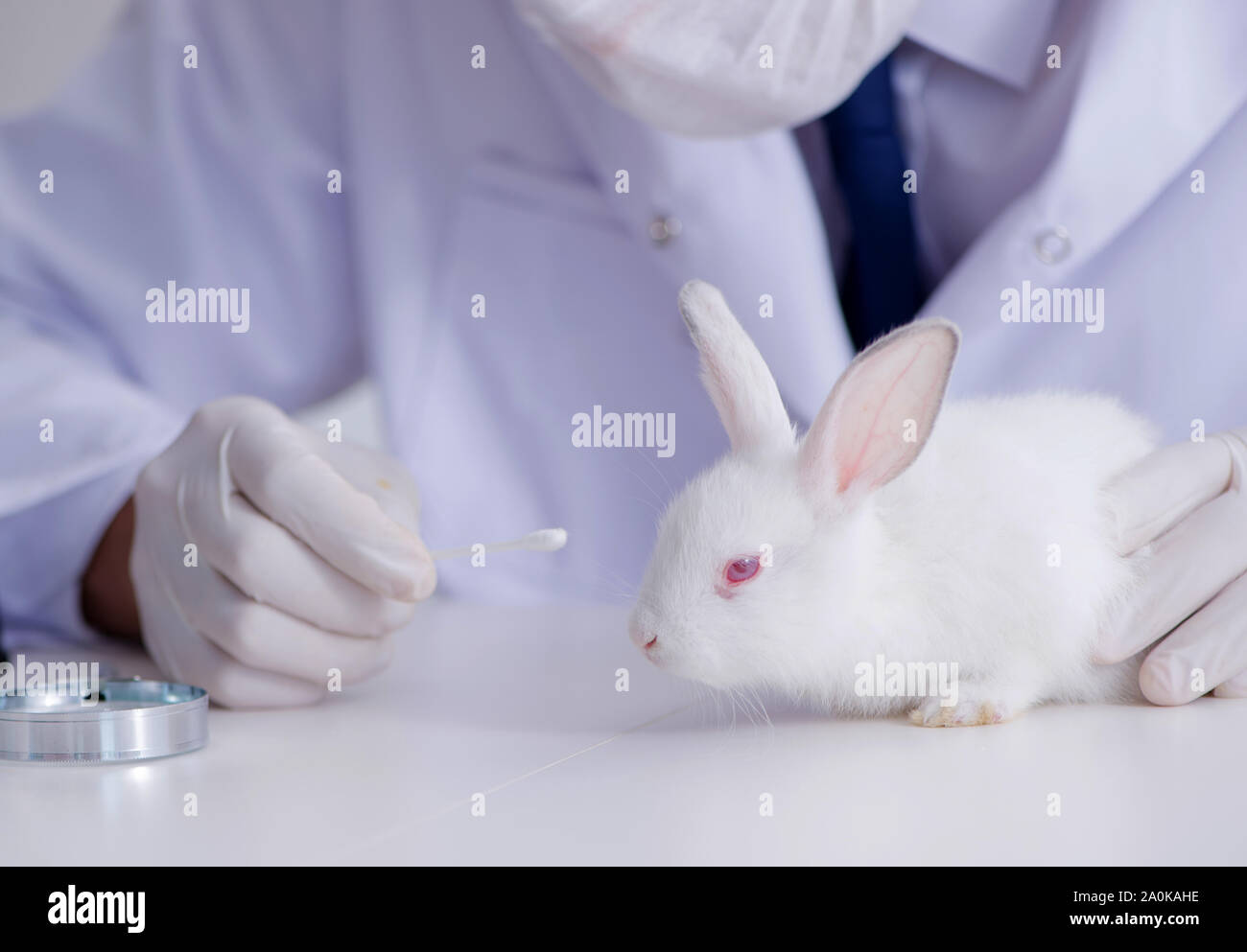 The vet doctor examining rabbit in pet hospital Stock Photo - Alamy