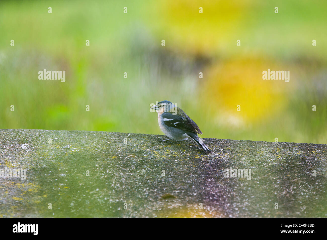 Azorean wildlife hi-res stock photography and images - Alamy