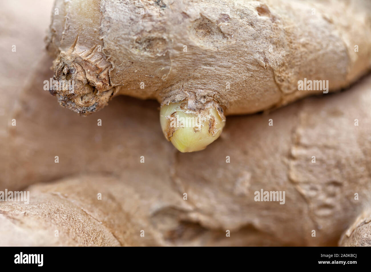 Macro detail of a fresh ginger rhizome Stock Photo - Alamy