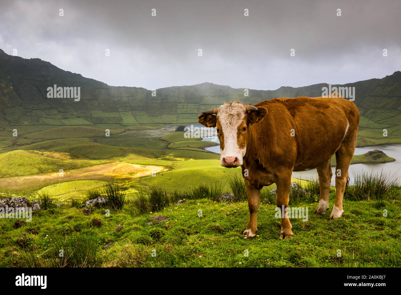 Cow and Corvo Caldera. Azores, Portugal Stock Photo - Alamy