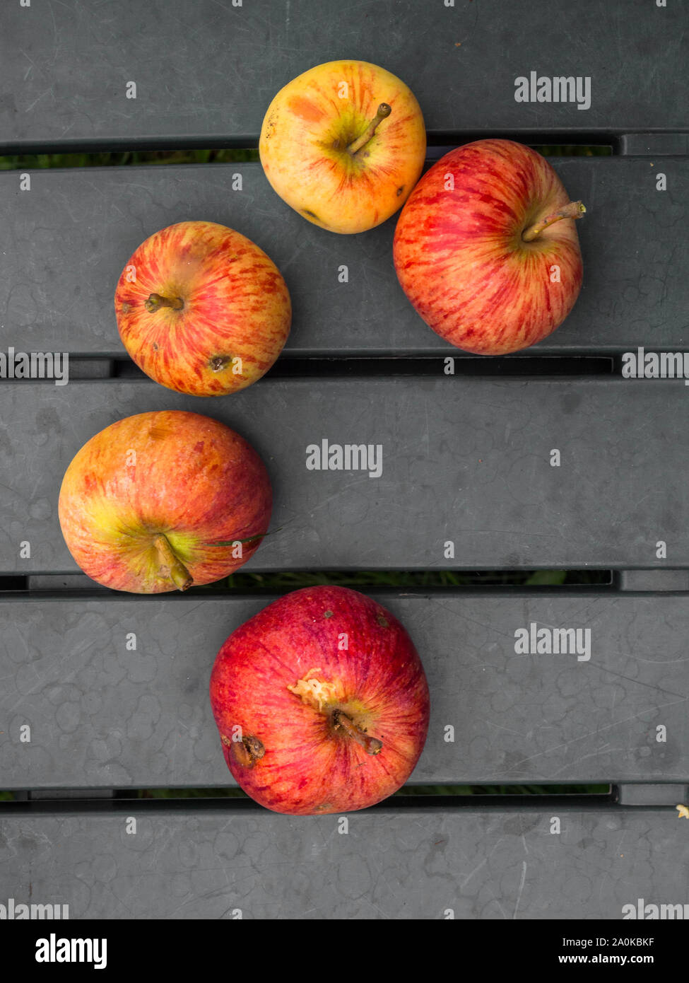 organic red delicious apples on plastic garden table, autumn background ...