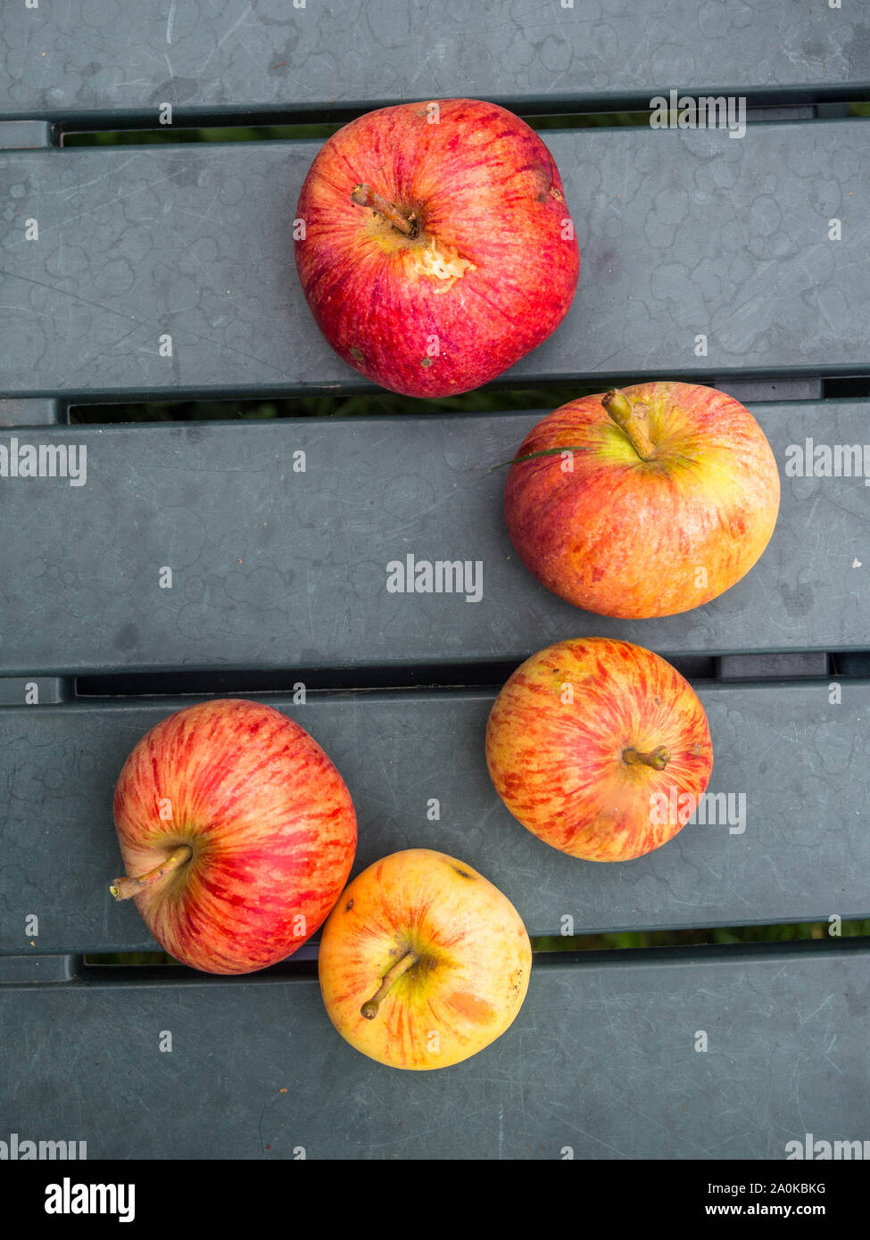 organic red delicious apples on plastic garden table, autumn background ...