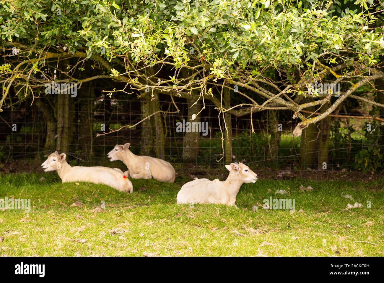 Three Lambs Lying and resting under the branches of tree Stock Photo ...