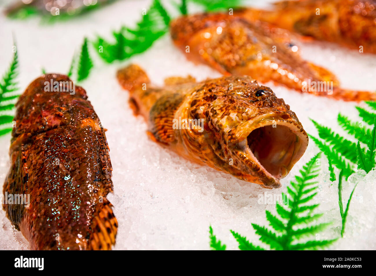 Fresh whole orange fish on ice decorated with green plastic twig on the ...
