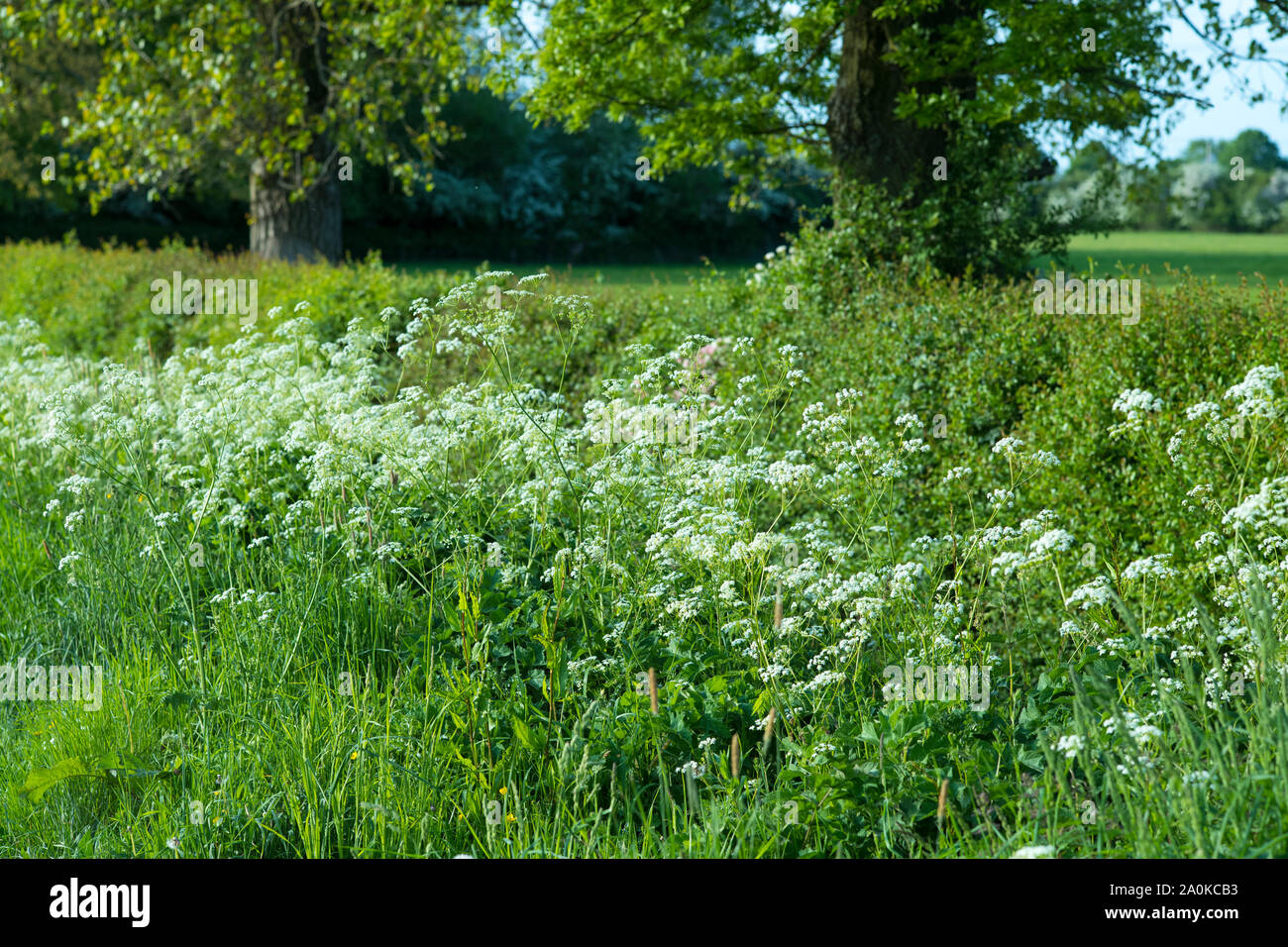Cow Parsley - Anthriscus sylvestris - blooming in verge in late Spring ...