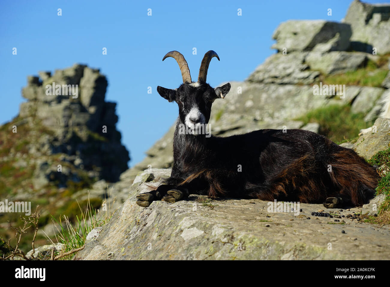 Goat at the Valley of the Rocks, Devon Stock Photo - Alamy