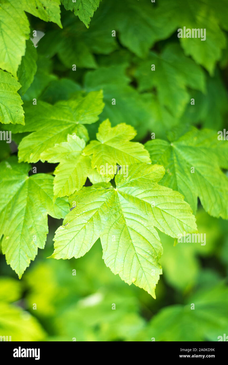 Broadleaf tree leaf hi-res stock photography and images - Alamy