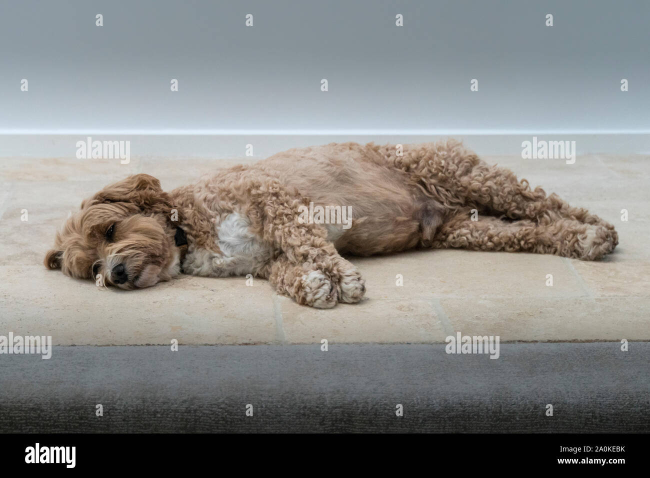 A male Cockapoo dog laying down on the floor rlaxing Stock Photo - Alamy