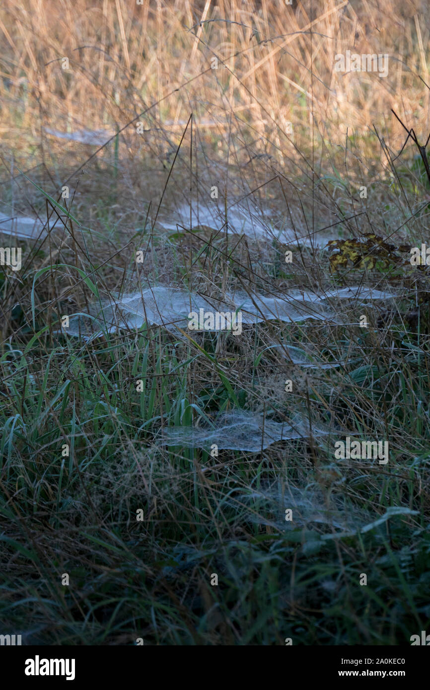Sunlit cobwebs hi-res stock photography and images - Alamy