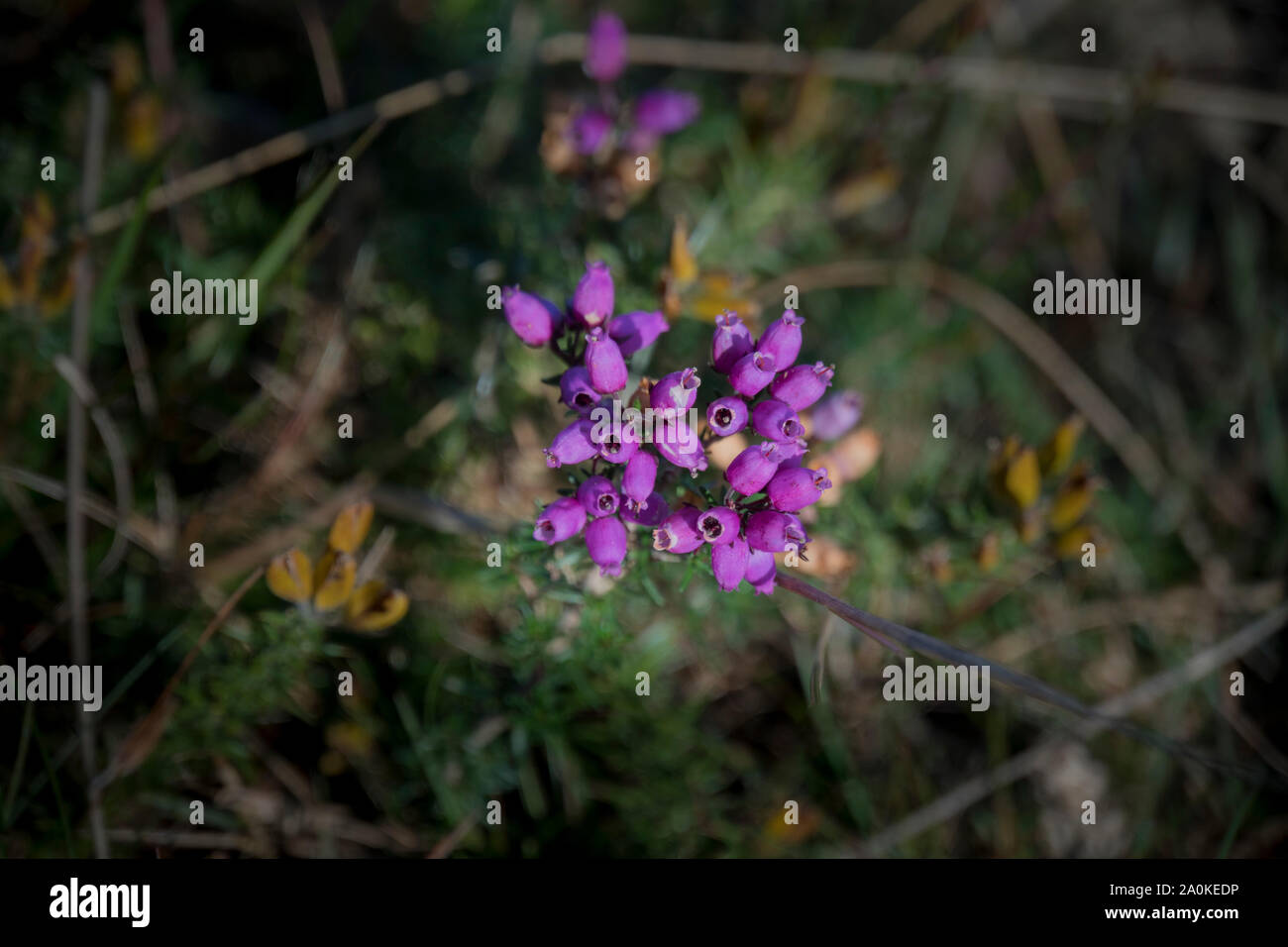 Heather flower in bloom hi-res stock photography and images - Alamy
