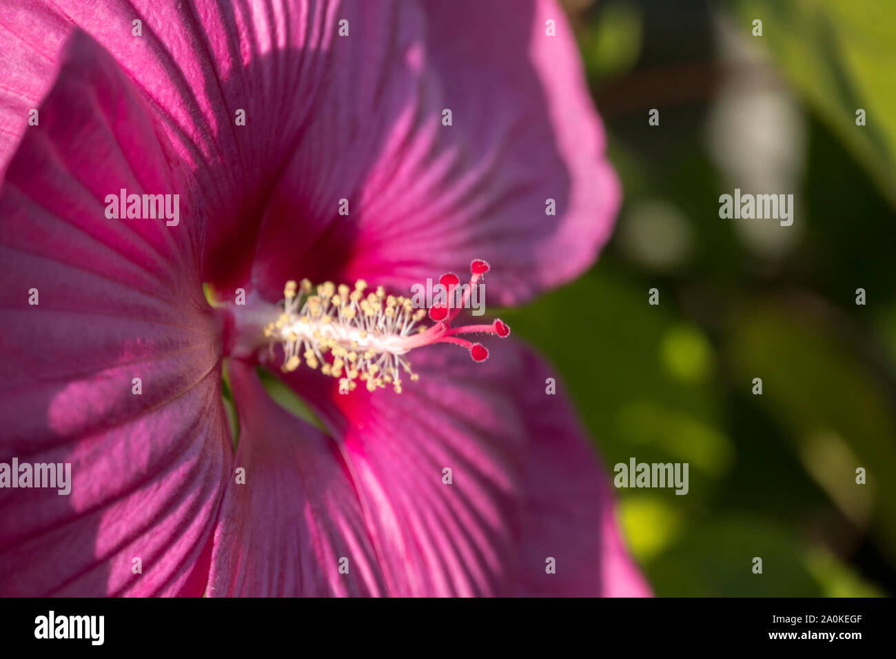 Giant pink dinner plate hibiscus hi-res stock photography and images ...