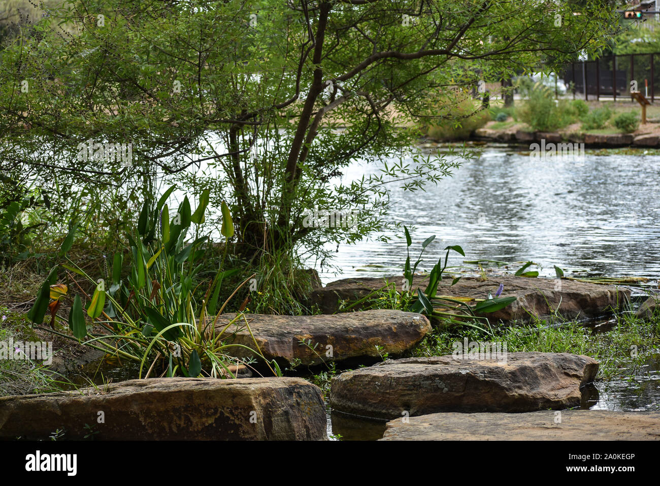Beautiful stream at River Legacy Park Stock Photo - Alamy