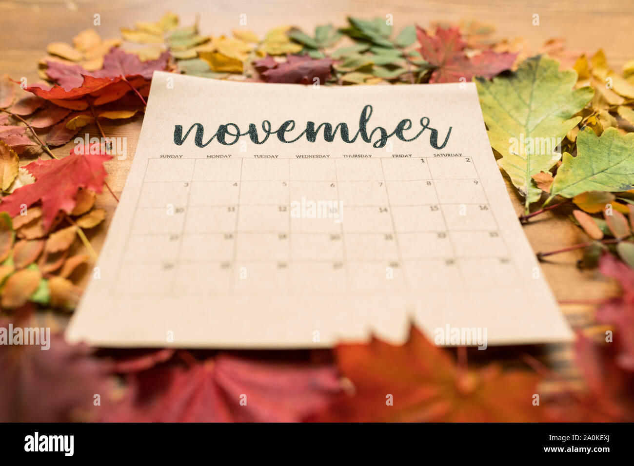November calendar on paper sheet surrounded by autumn leaves of vivid ...