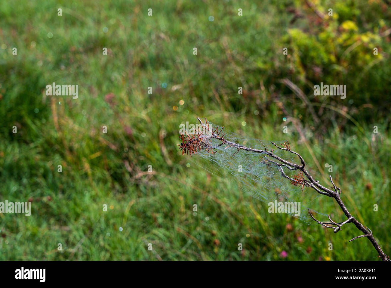 Spider web in tree branch hi-res stock photography and images - Alamy