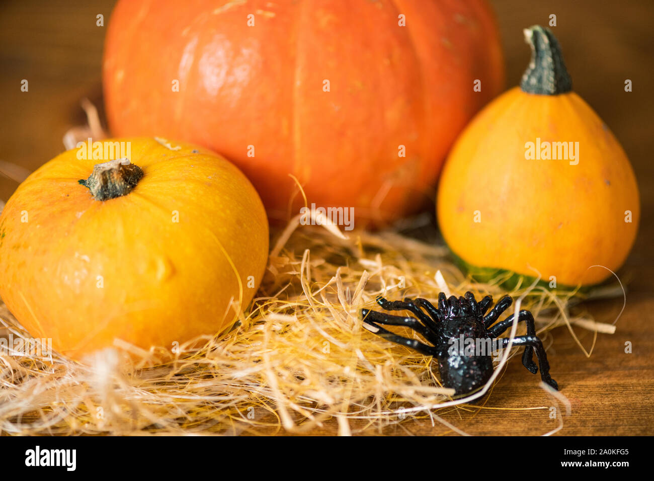 Creeping spider hi-res stock photography and images - Alamy