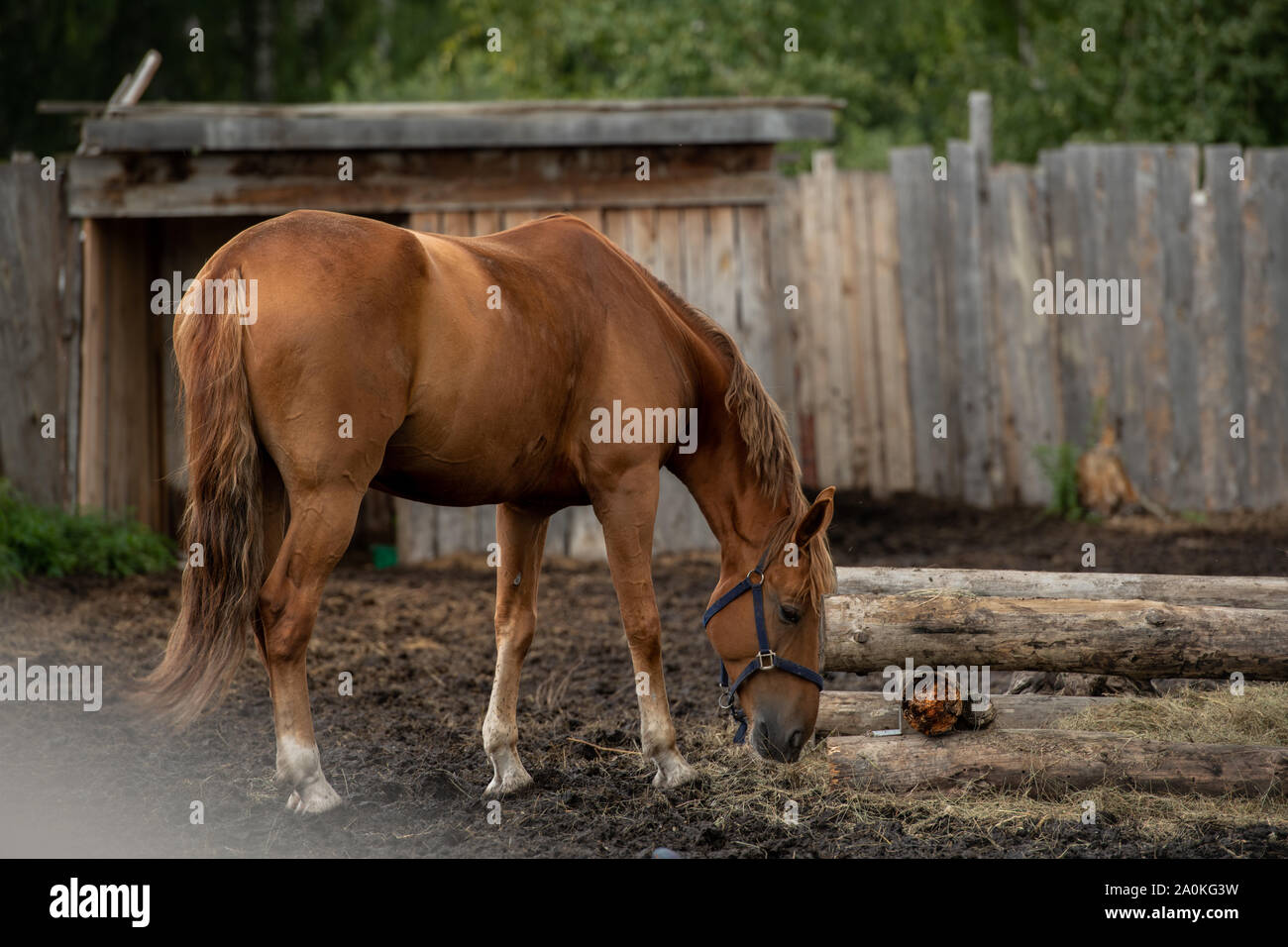 Horse trough eating hi-res stock photography and images - Alamy