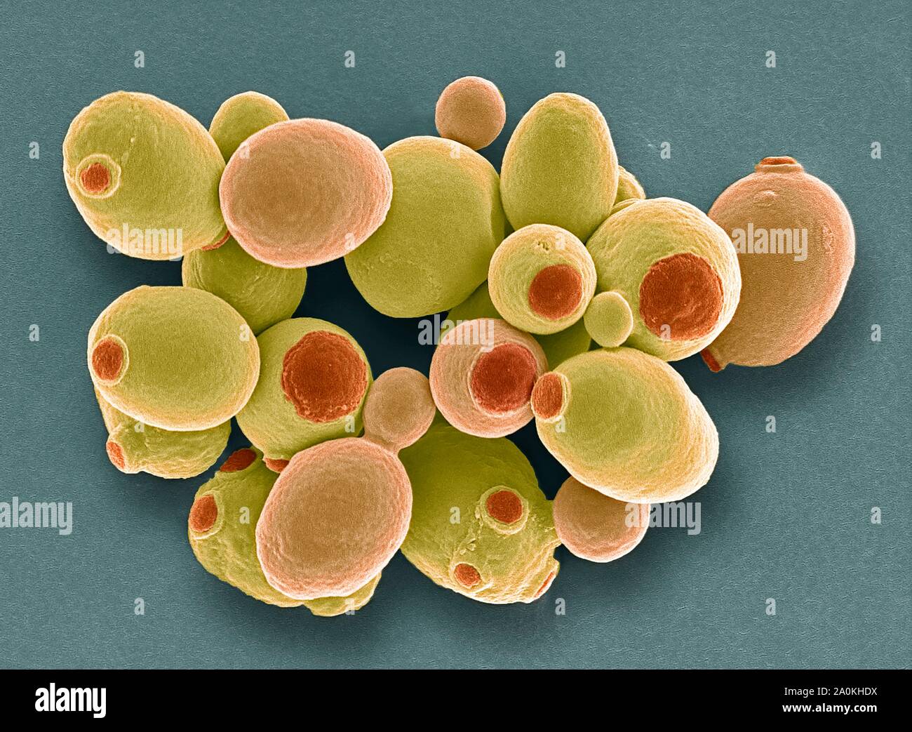 Yeast cells, SEM Stock Photo - Alamy
