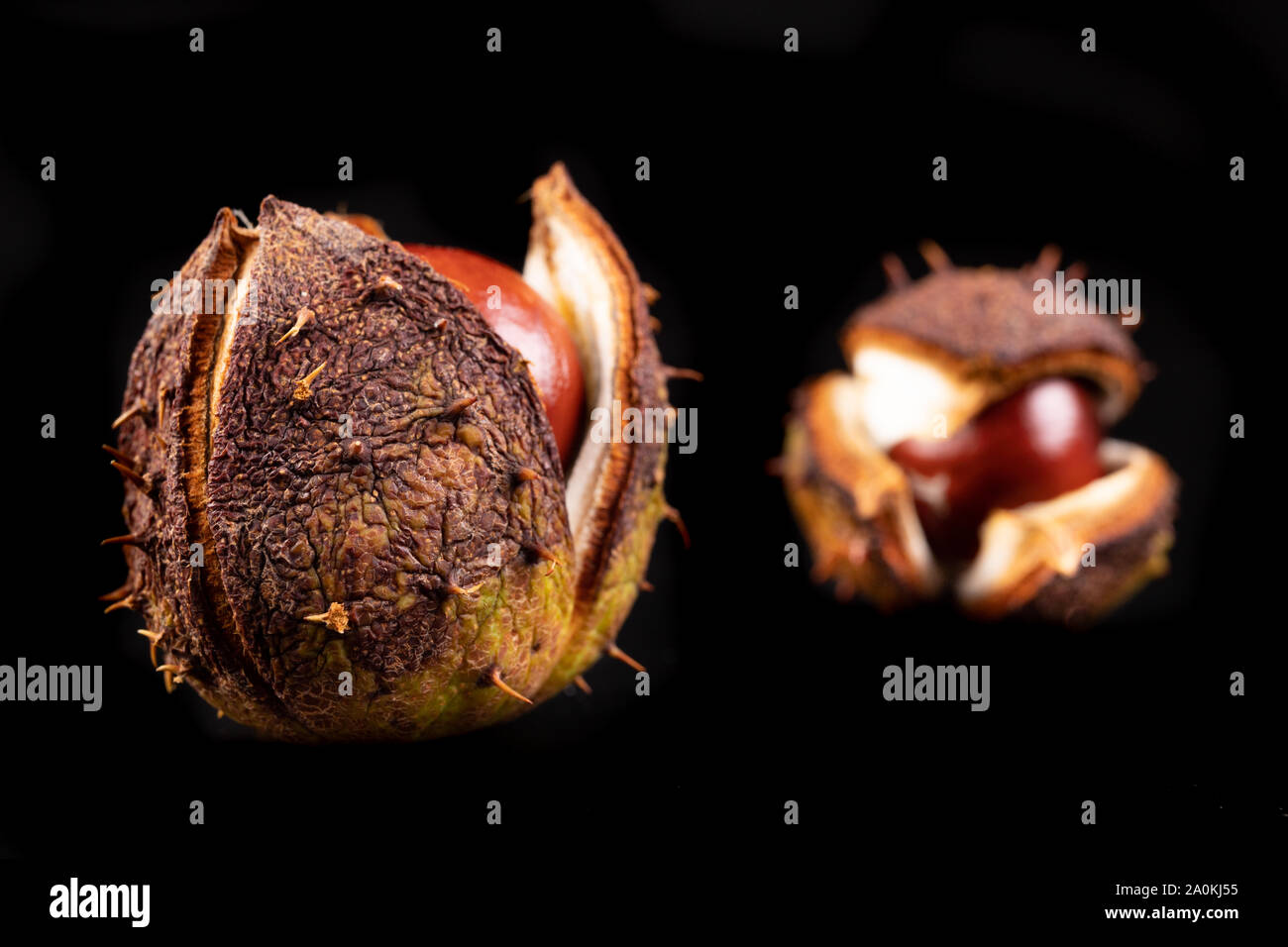 Ripe chestnuts in shell on a dark table. Chestnut tree fruit. Black ...