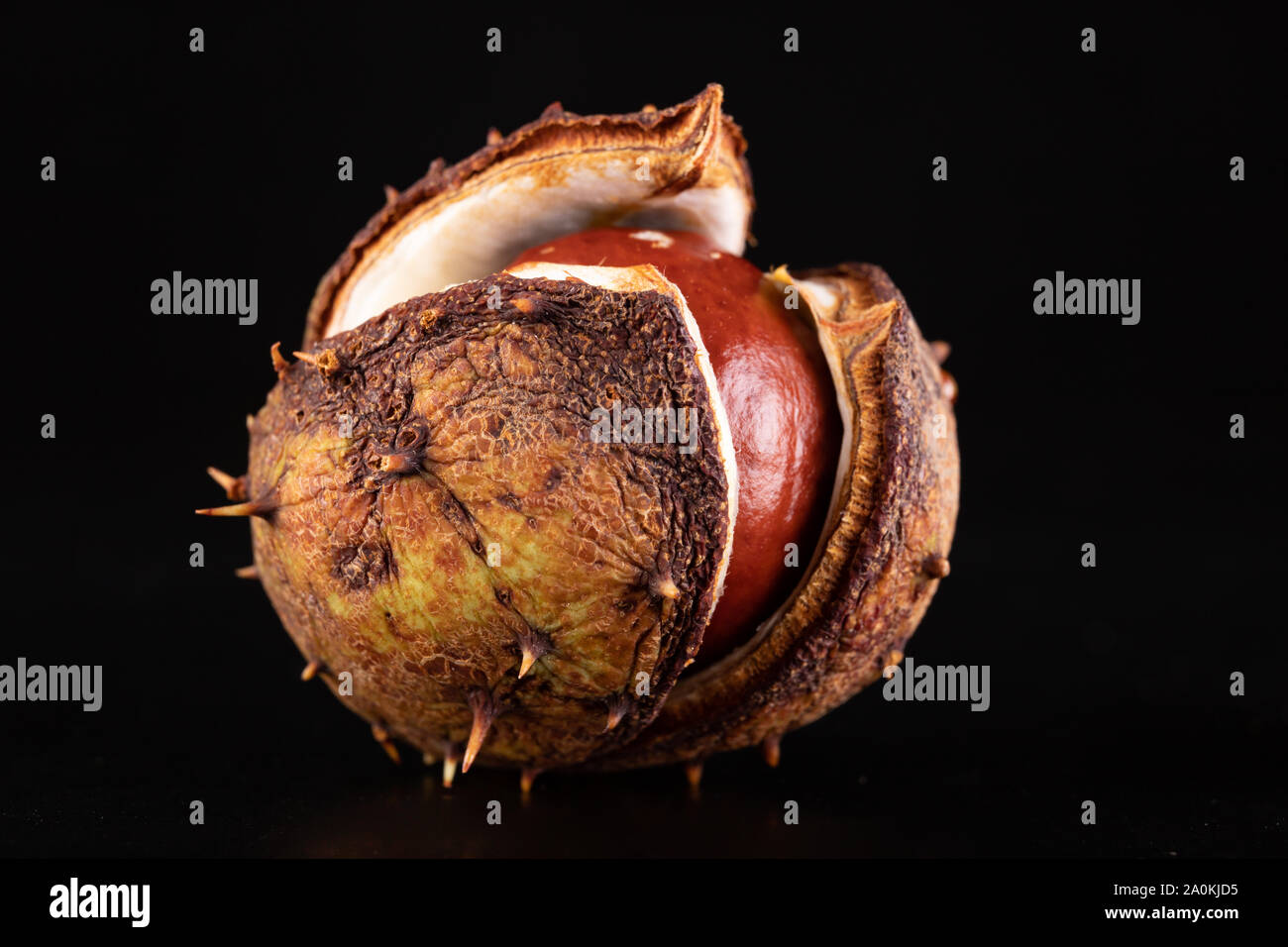 Ripe chestnuts in shell on a dark table. Chestnut tree fruit. Black ...
