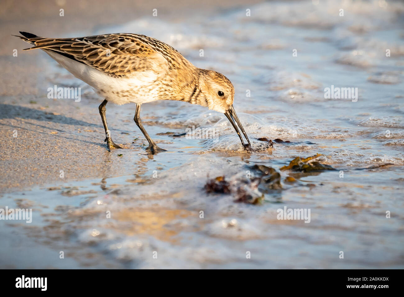 Small wading shore bird hi-res stock photography and images - Alamy