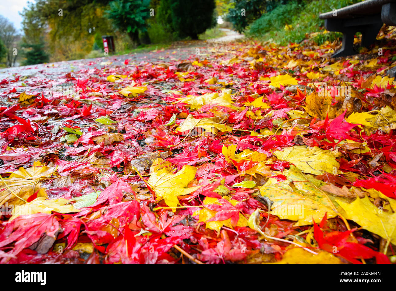 Autumn in Scotland. Gold Trees in a park Stock Photo - Alamy