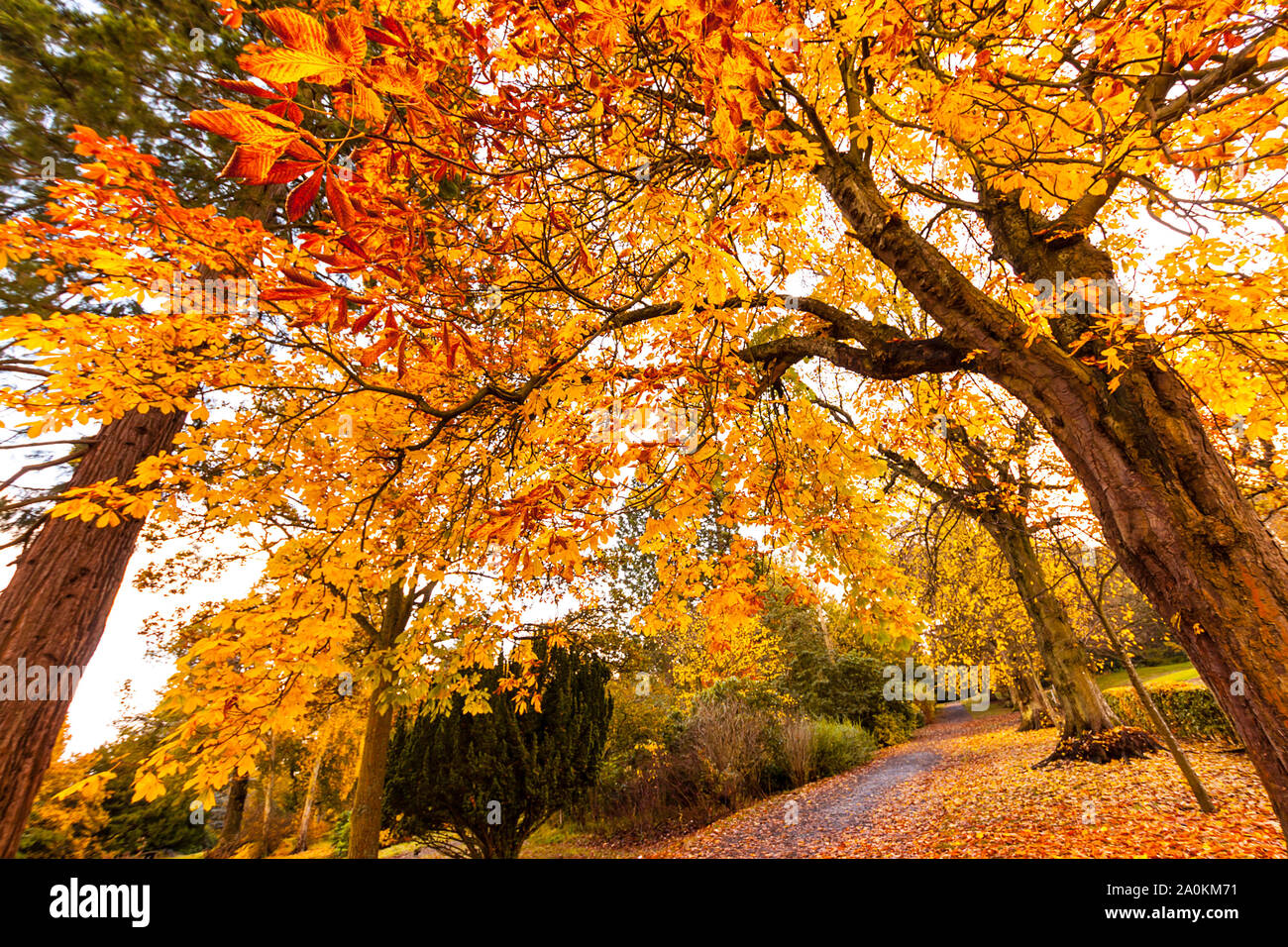 Golden chestnut trees and the road. Autumn in Scotland. Gold Trees in a ...