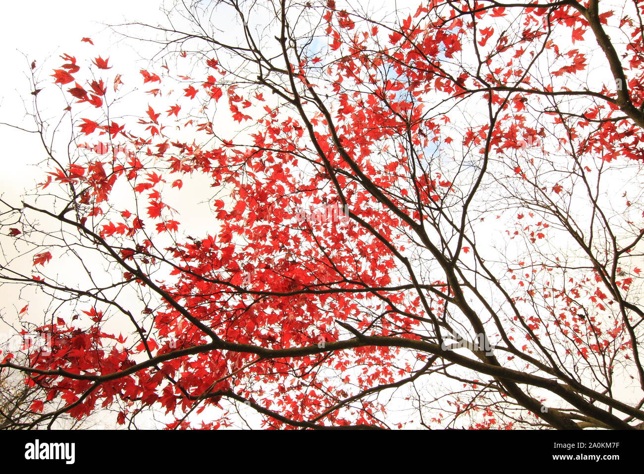 Red Japanese maple, ace tree branches background Stock Photo - Alamy