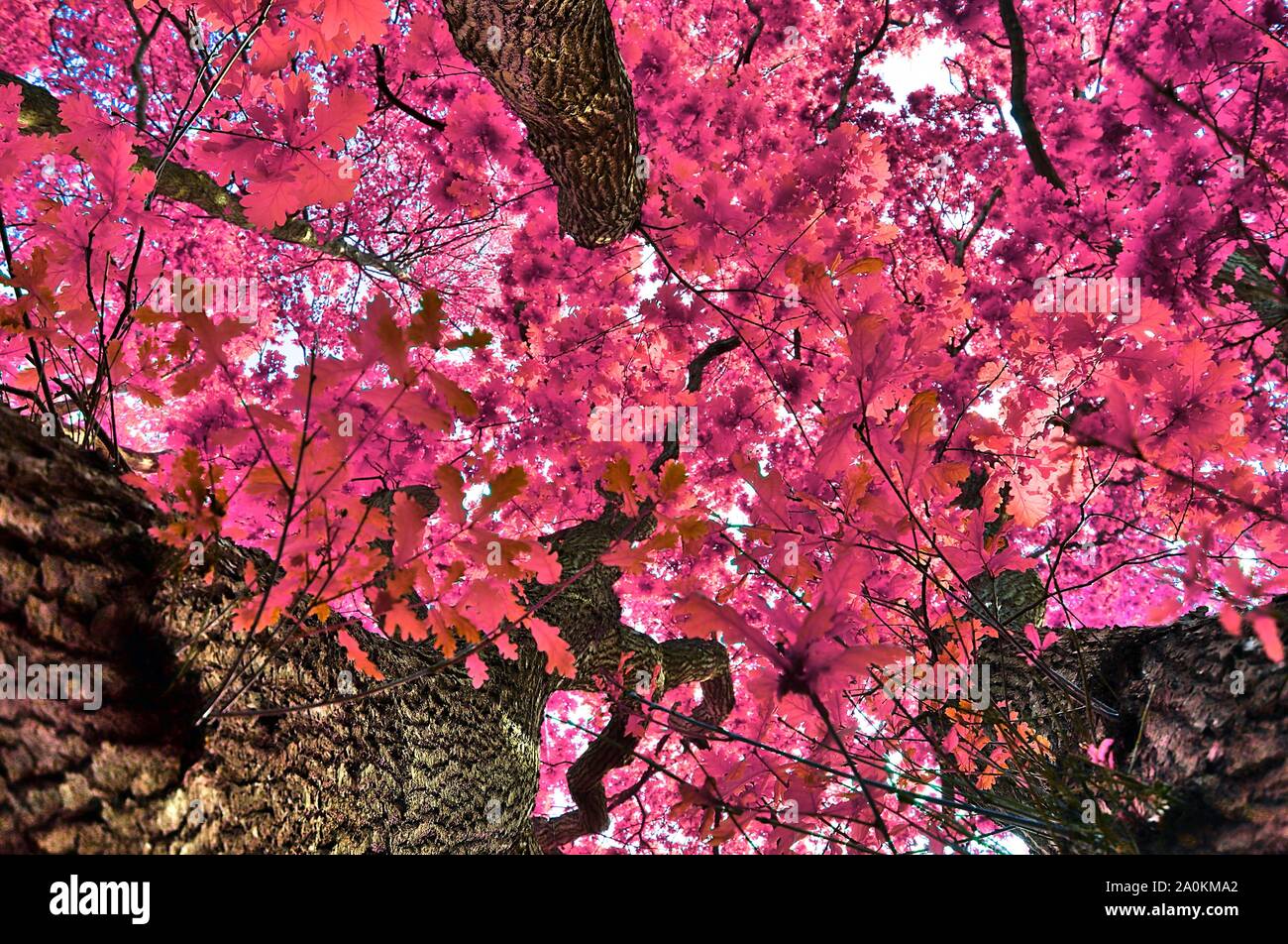 Beautiful fantasy view on purple and pink infrared tree shots at a ...