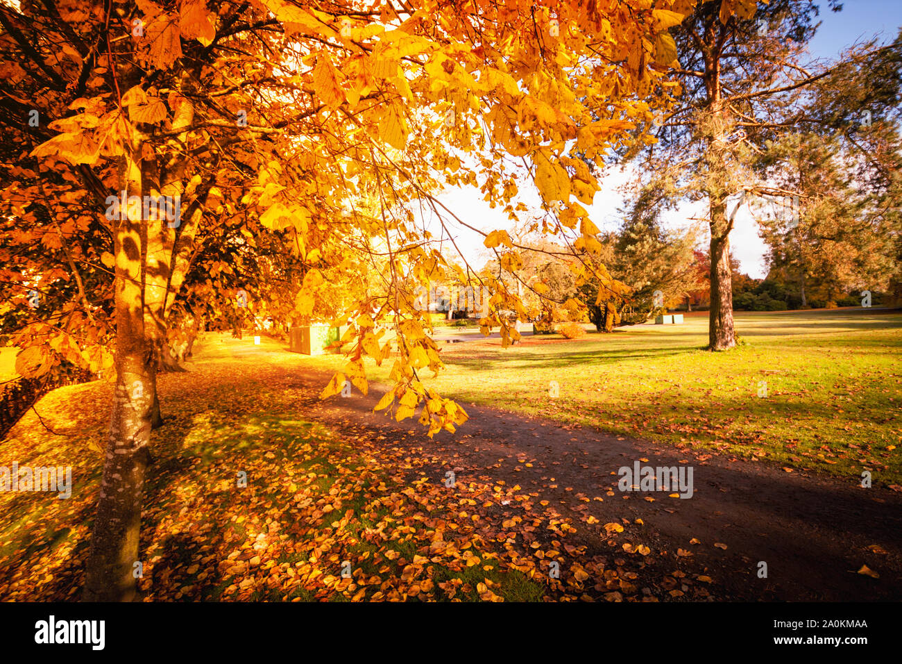 Autumn in Scotland. Gold Trees in a park Stock Photo - Alamy