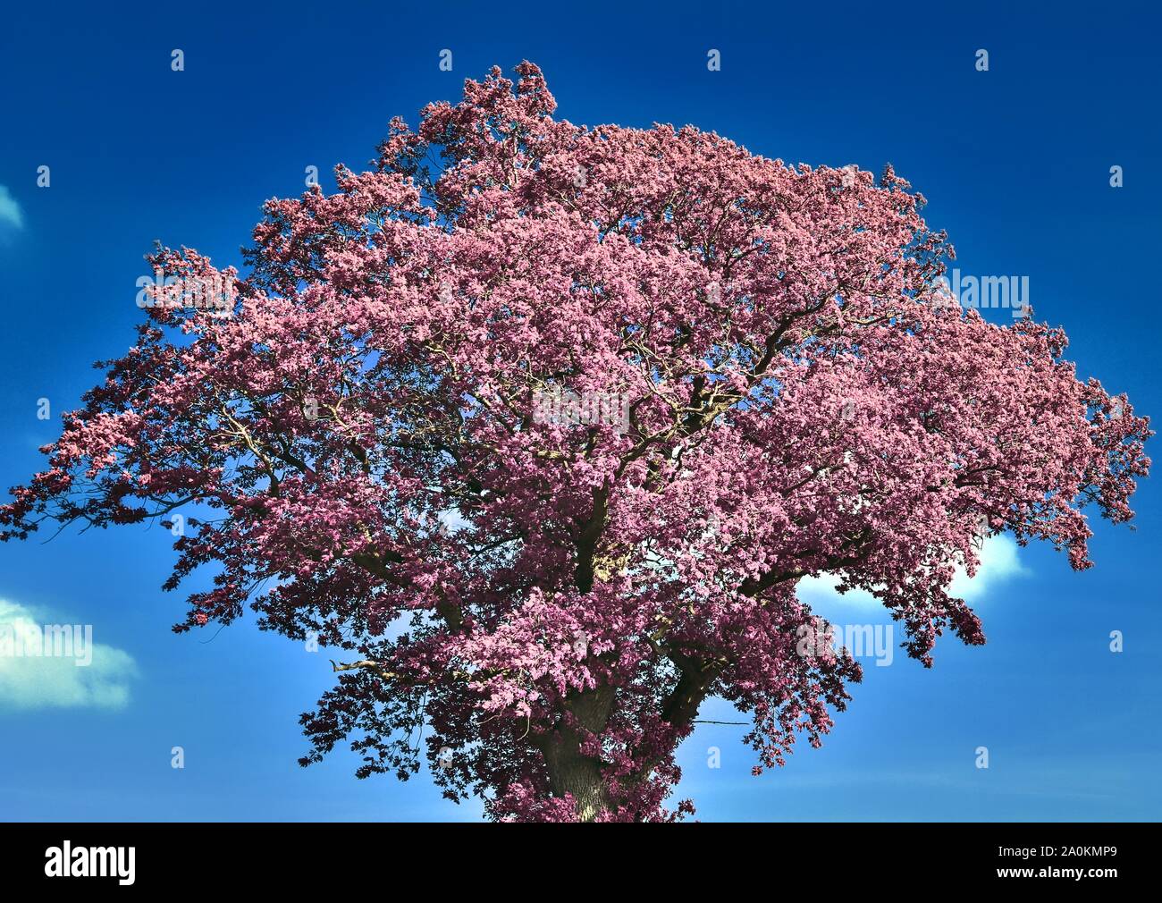 Hyper color infrared image hi-res stock photography and images - Alamy