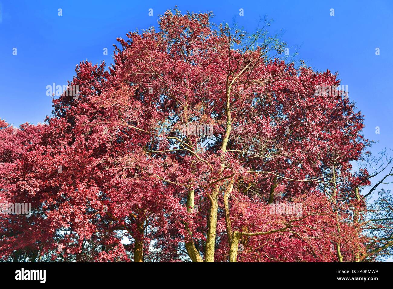 Hyper color infrared image hi-res stock photography and images - Alamy