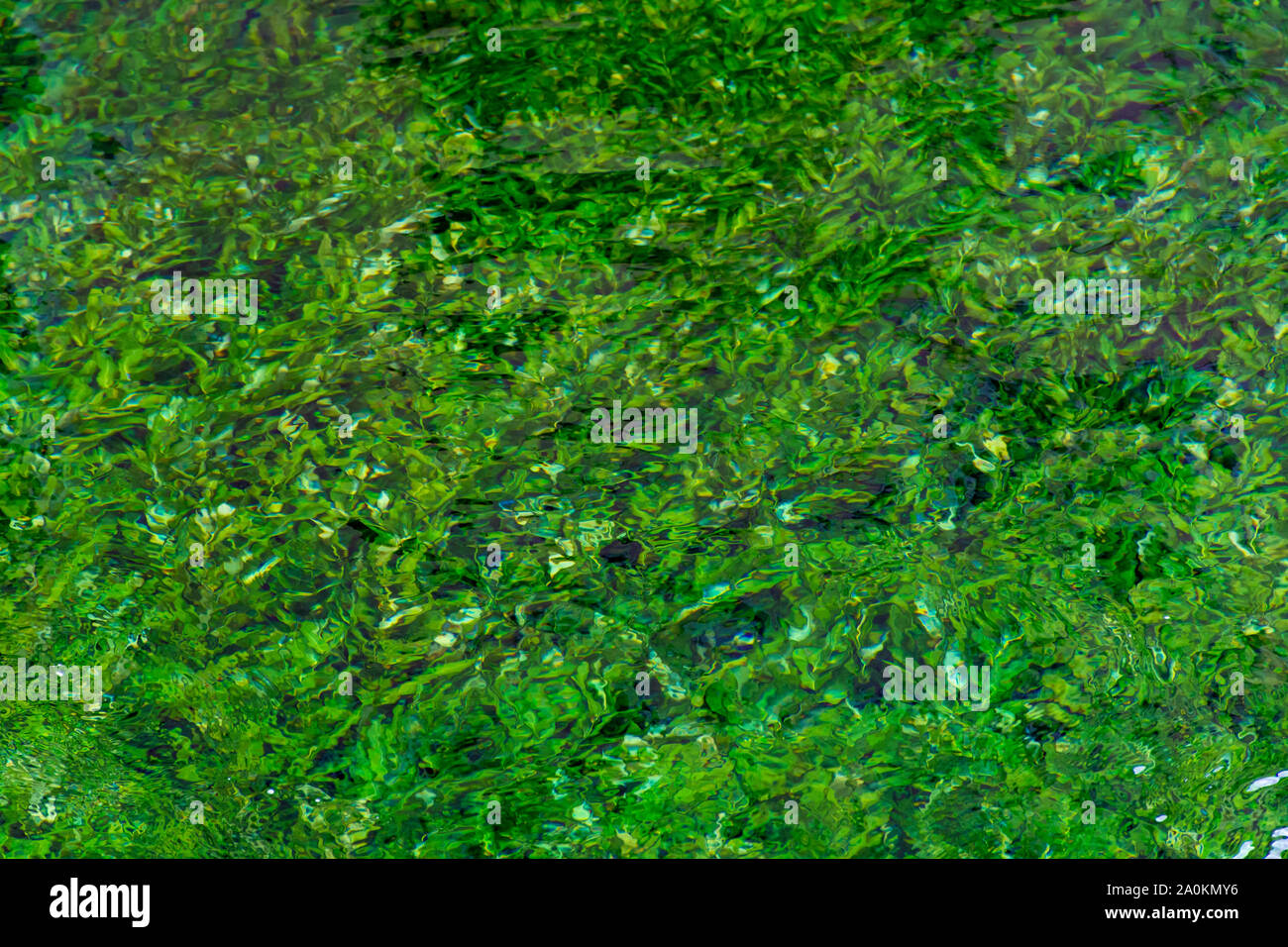 River stream with emerald green water and green water plants, nature ...